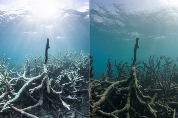 Coral Reefs Bleaching Before And After The Largest Coral Reefs In The